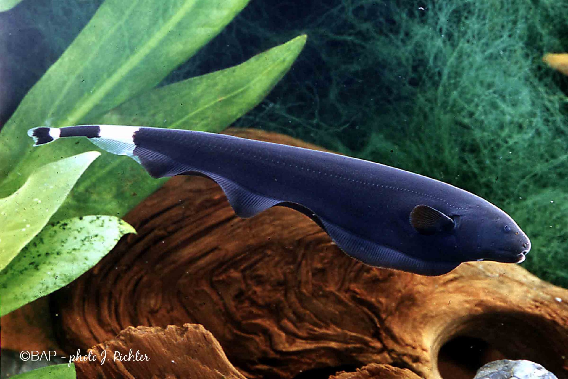 Peixe Fantasma Negro / Apteronotus Albifrons - 5 - 6 cm :: Aqua Generus